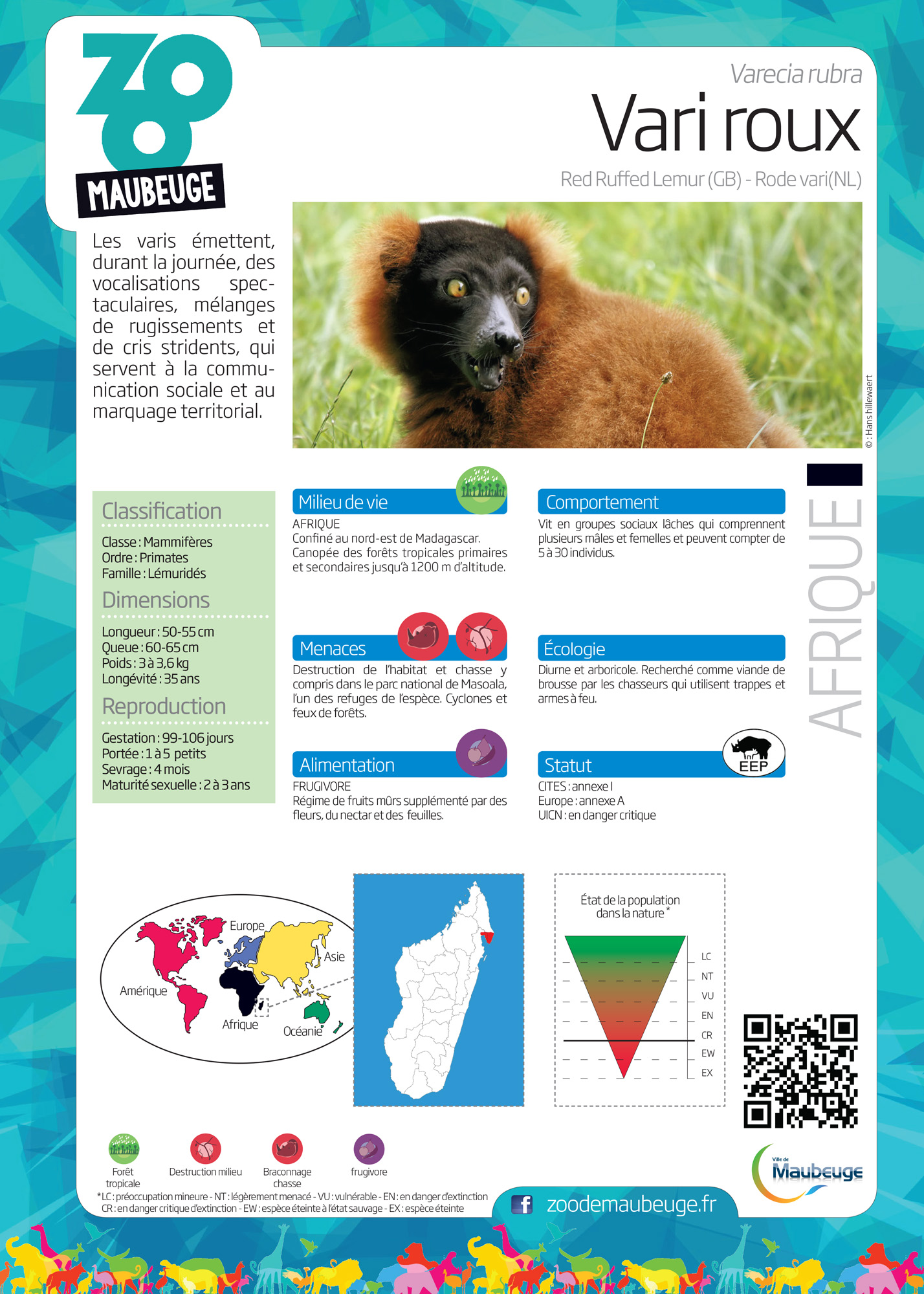 Vari roux - Zoo de Maubeuge