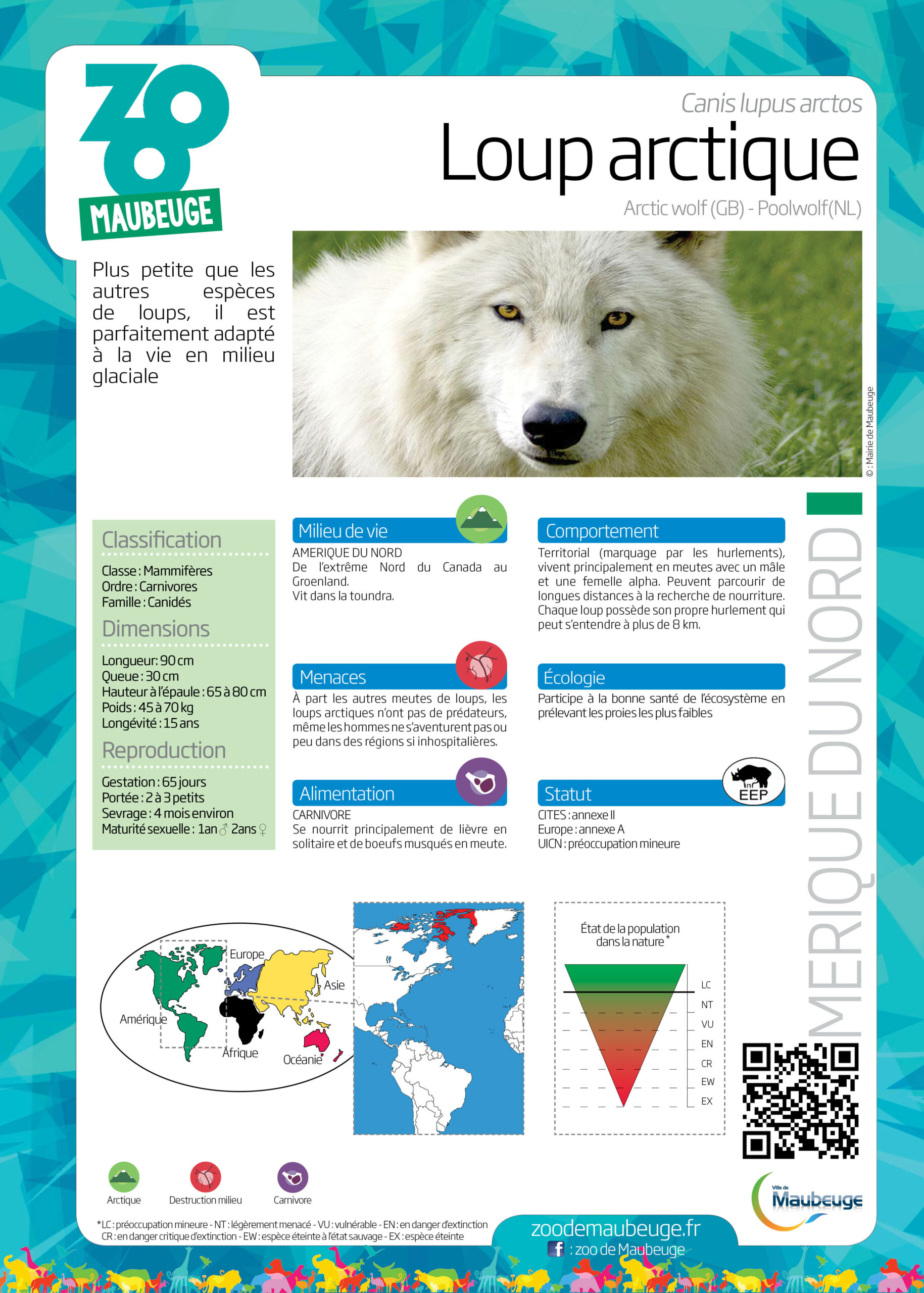 Loup arctique - Zoo de Maubeuge